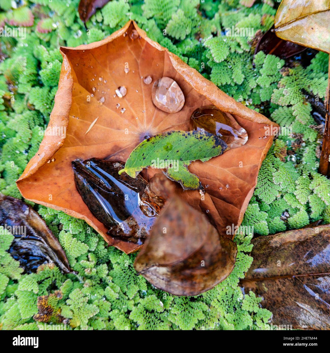 scenic nature still life with leaf, water drop and green brown color ...
