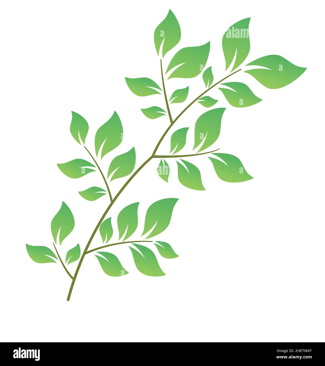 fresh green leaves thin small branch foliage element vector isolated on ...