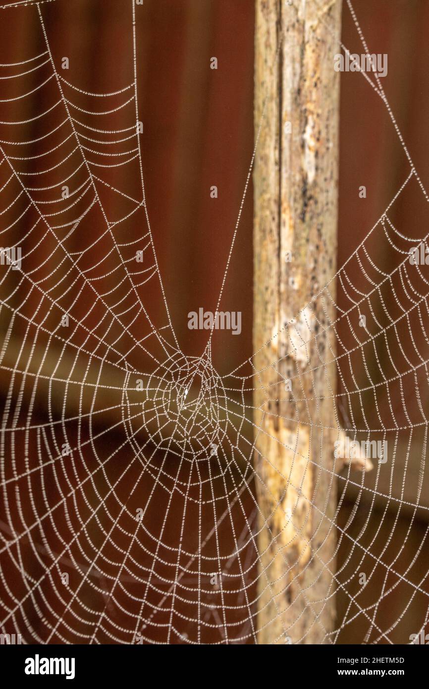 Structural Spiders web in close up, natural patterns and textures in the environment Stock Photo ...