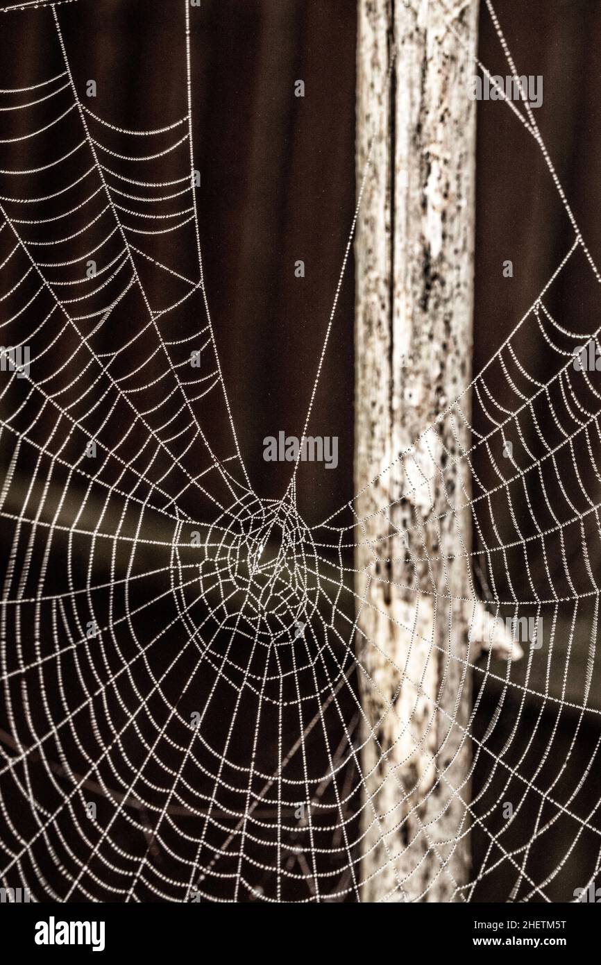 Structural Spiders web in close up, natural patterns and textures in ...