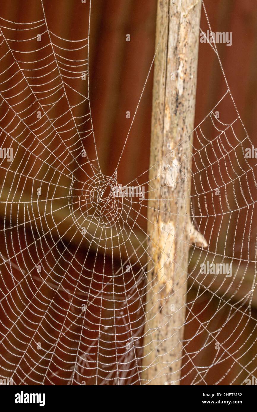 Structural Spiders web in close up, natural patterns and textures in ...