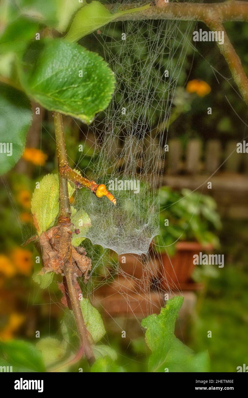 Structural Spiders web in close up, natural patterns and textures in ...