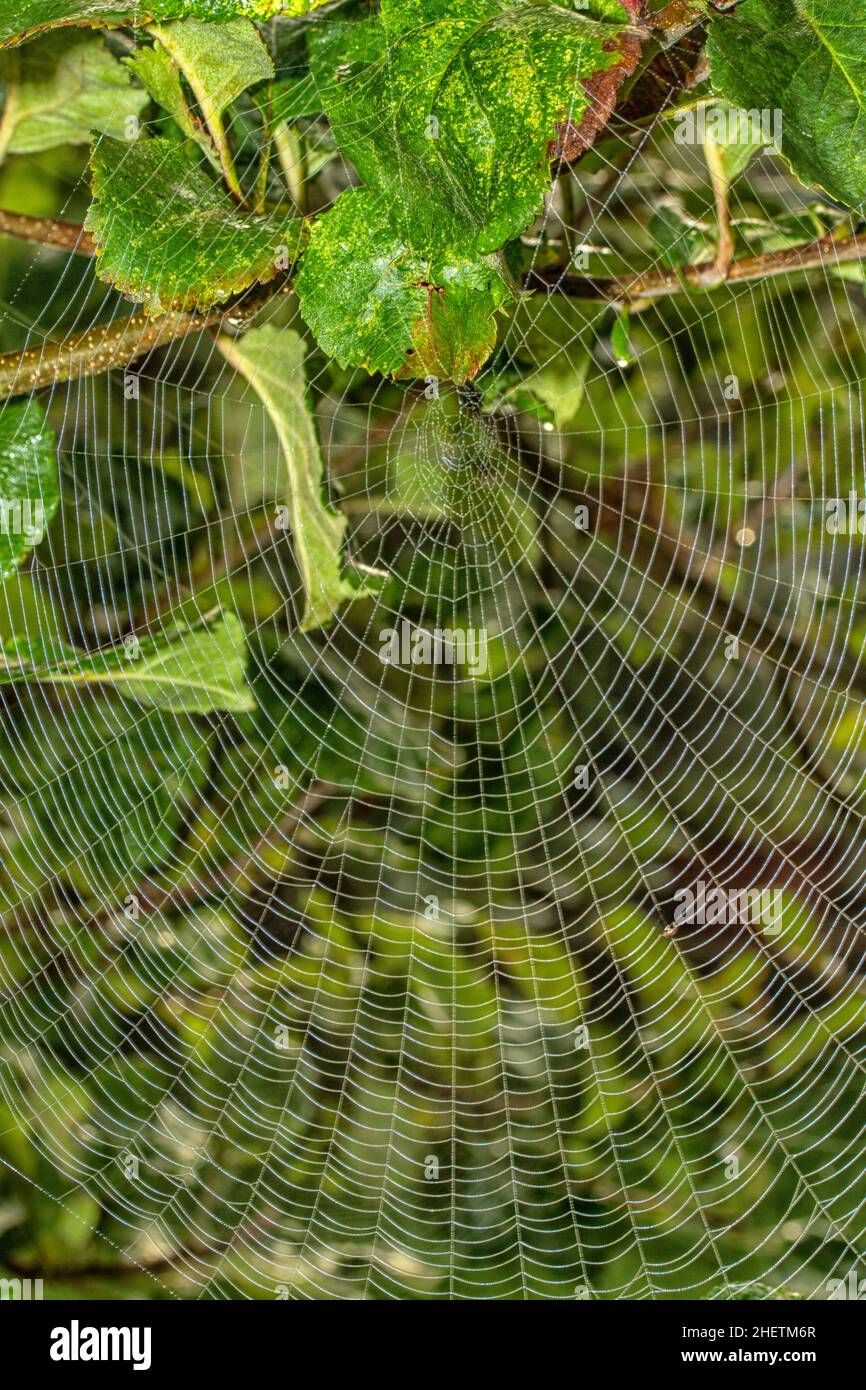 Structural Spiders web in close up, natural patterns and textures in ...