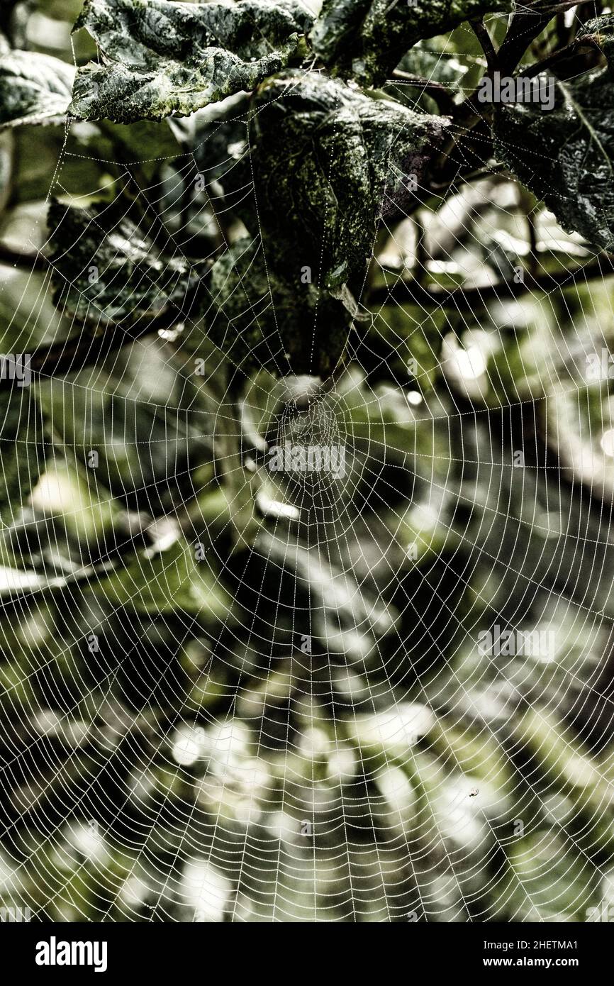 Structural Spiders web in close up, natural patterns and textures in ...