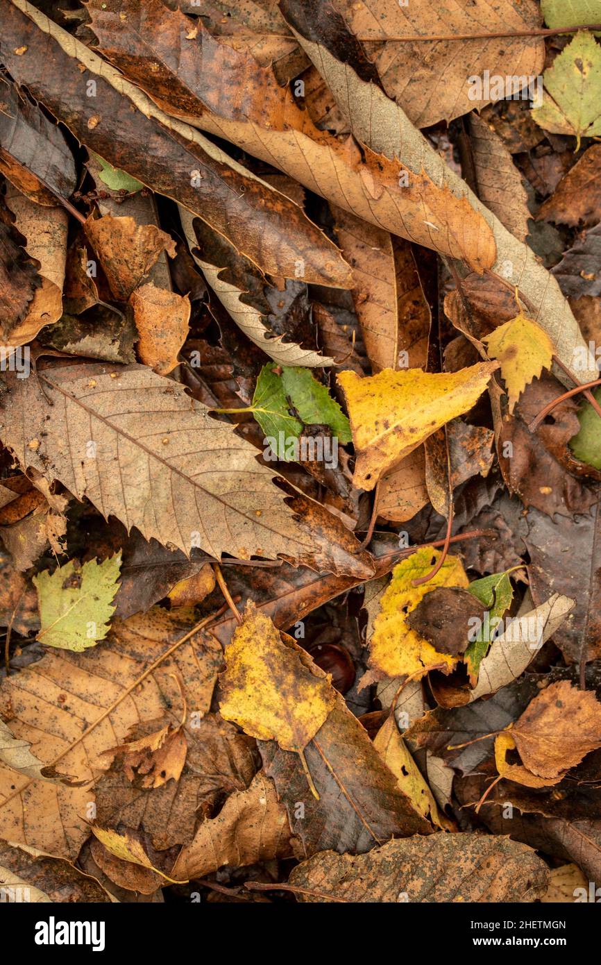 Choas, abstract patterns and textures in nature and the environment ...