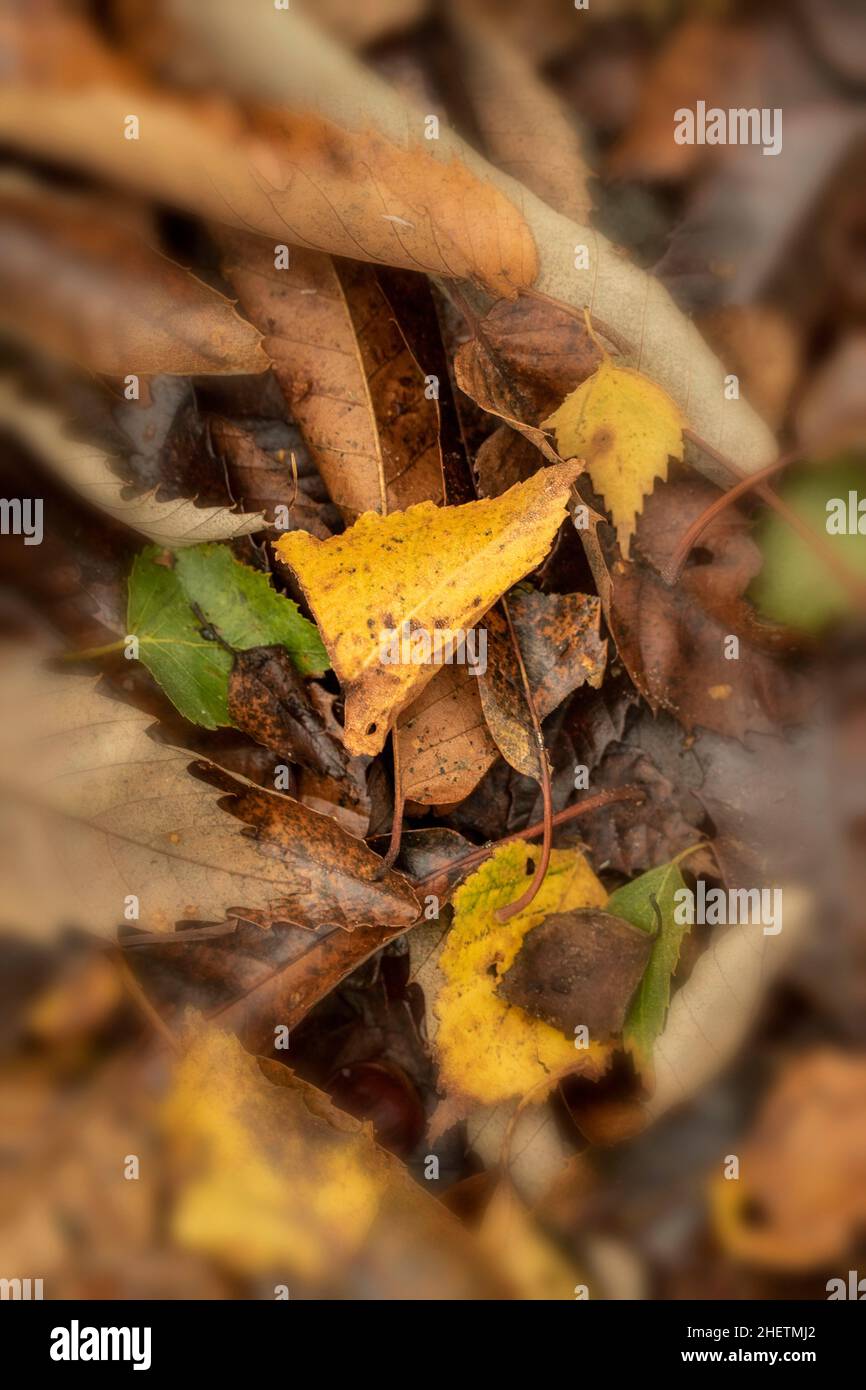 Choas, abstract patterns and textures in nature and the environment ...
