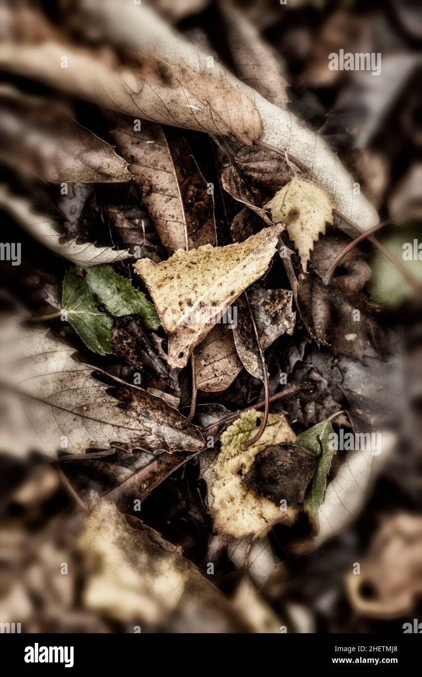 Choas, abstract patterns and textures in nature and the environment ...