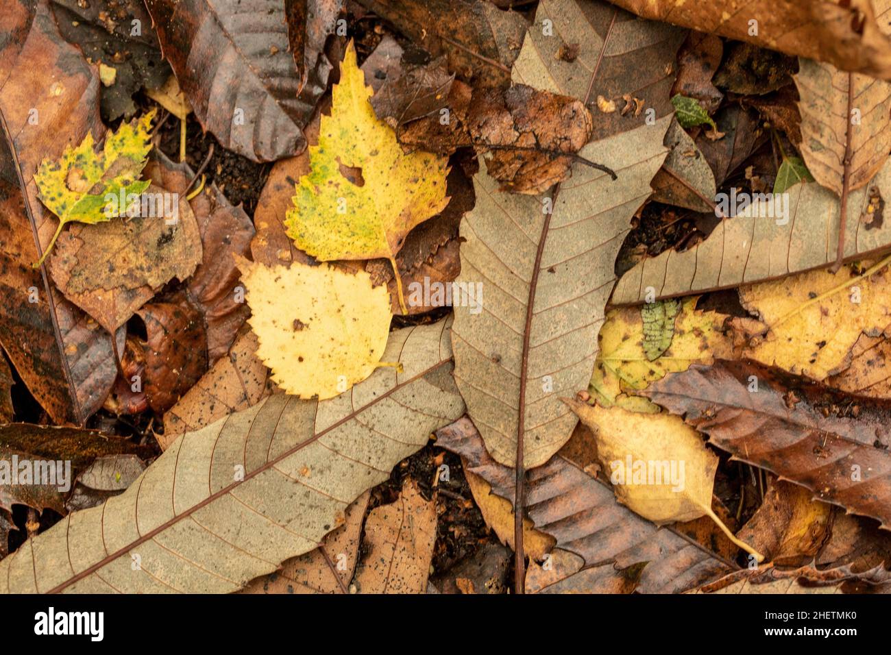 Choas, abstract patterns and textures in nature and the environment ...