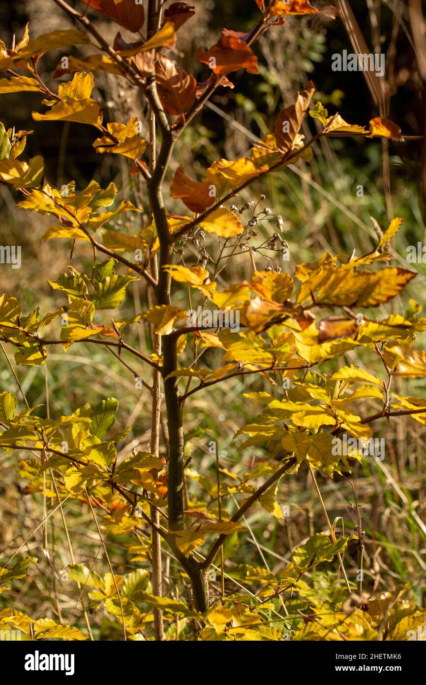 Glowing, backlit, Oak sapling (genus Quercus). Natural close-up ...