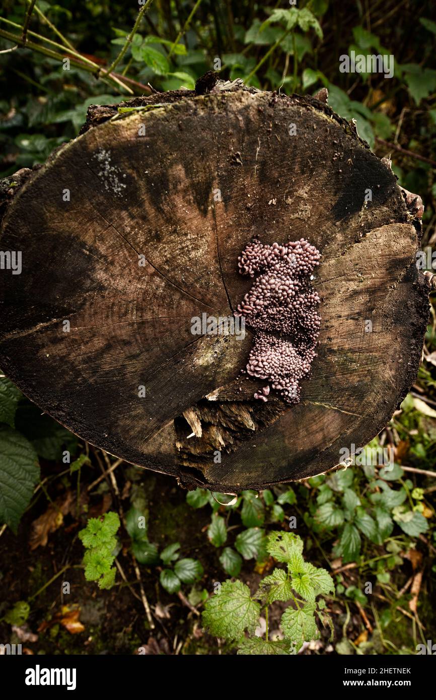 Chaotic natural patterns and textures formed as trees age and ...