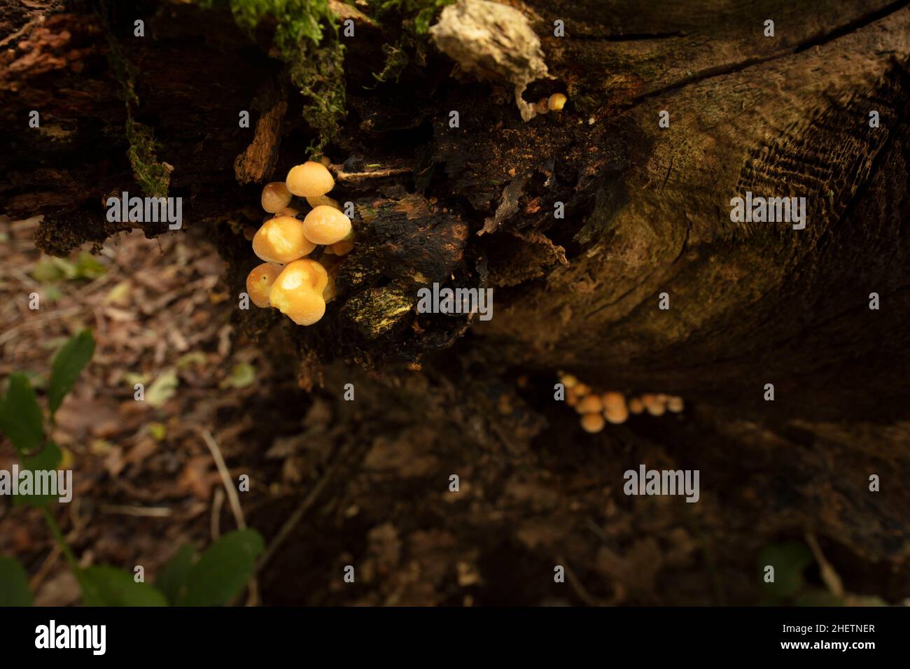 Chaotic natural patterns and textures formed as trees age and ...