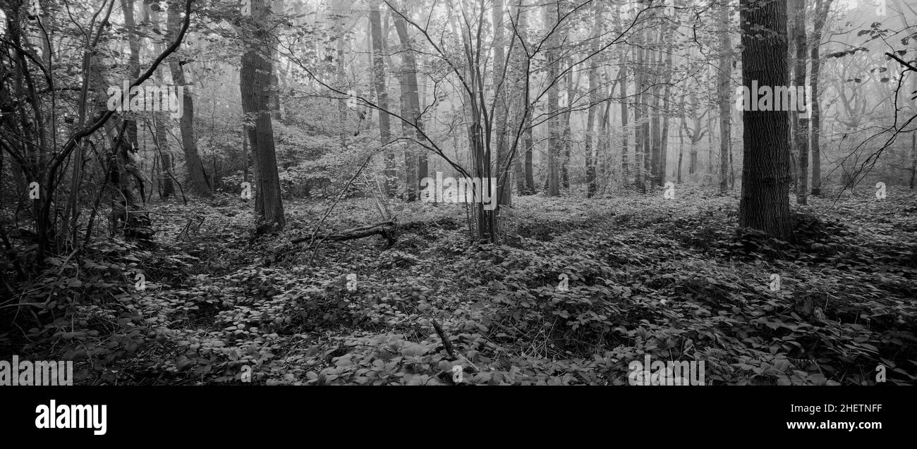 Moody 'dark' woodland landscape Stock Photo - Alamy