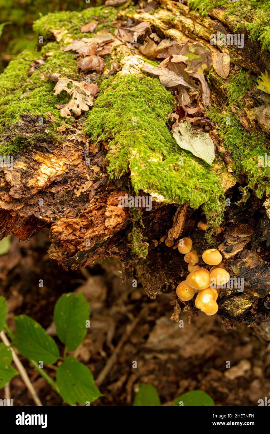 Chaotic natural patterns and textures formed as trees age and ...