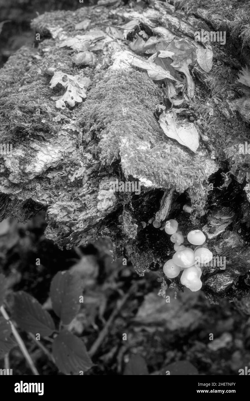 Chaotic natural patterns and textures formed as trees age and ...