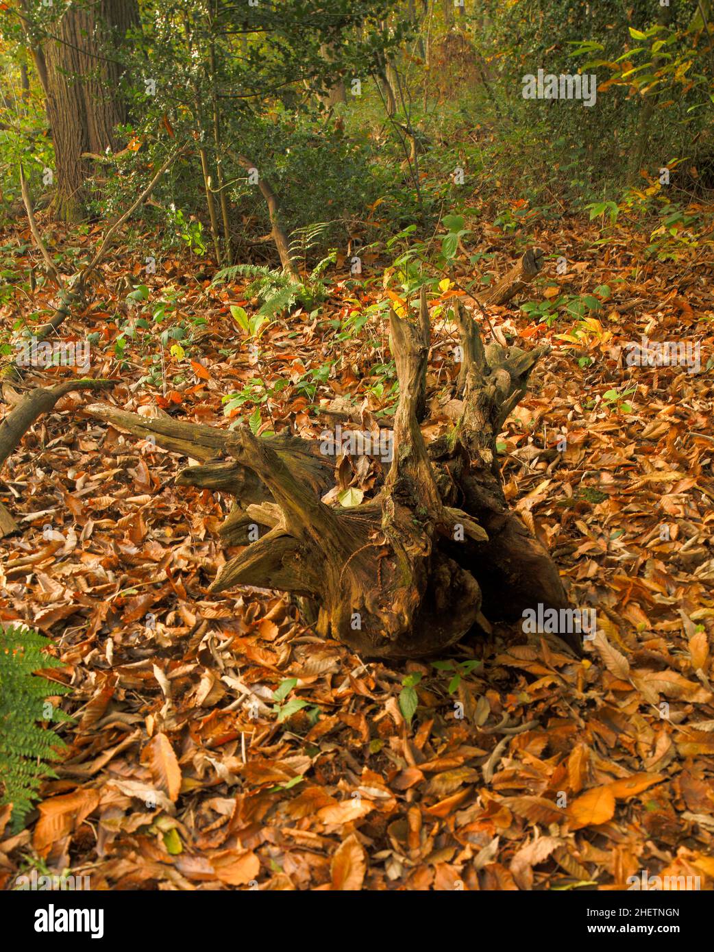 Patterns and textures in nature, intimate landscape of tree patterns ...