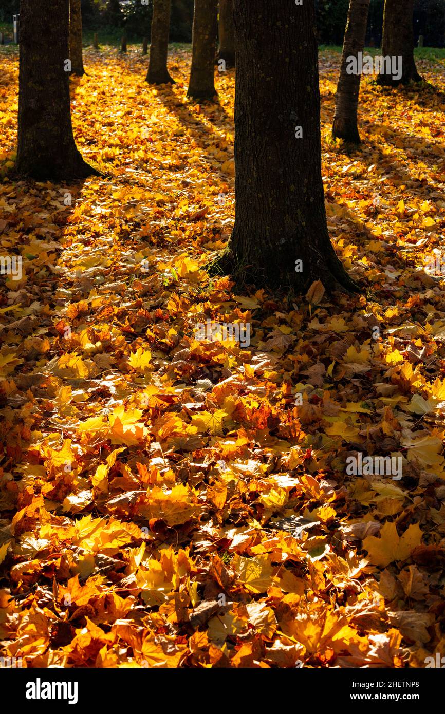 Patterns and textures in nature, intimate landscape of tree patterns ...