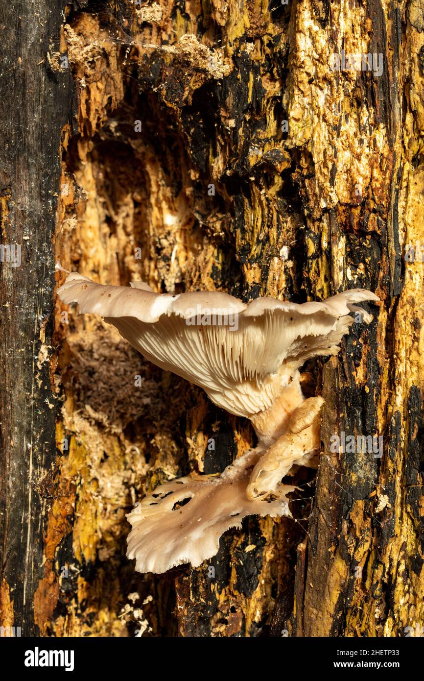 Close-up natural environmental portrait of fungi as symbols of life ...
