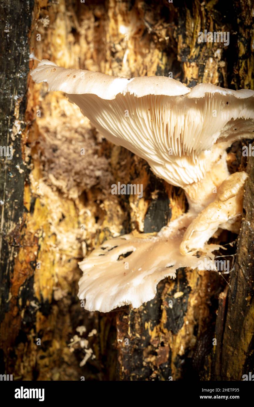 Close-up natural environmental portrait of fungi as symbols of life ...