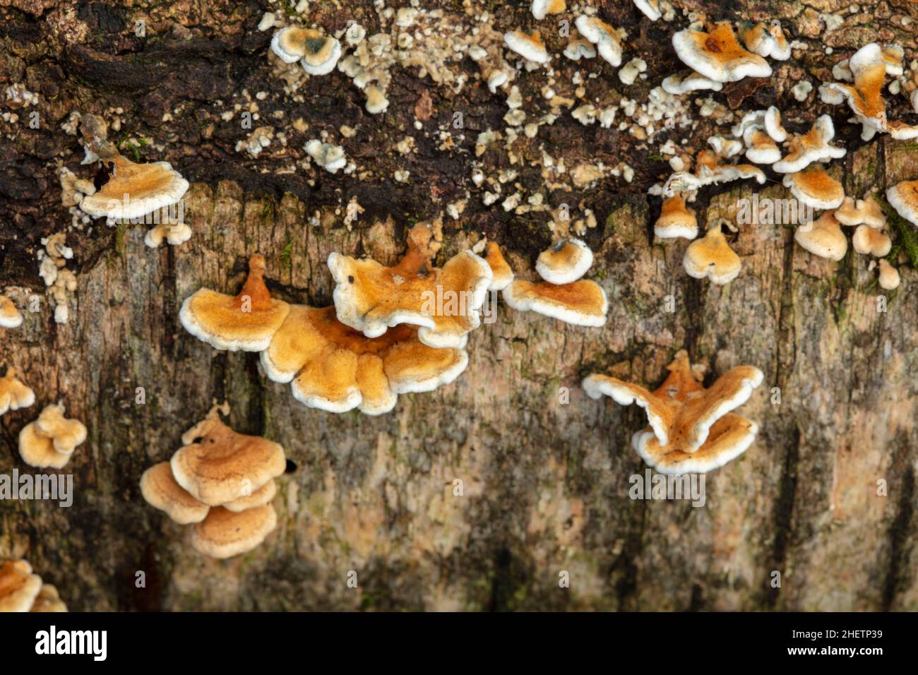 Close-up natural environmental portrait of fungi as symbols of life ...