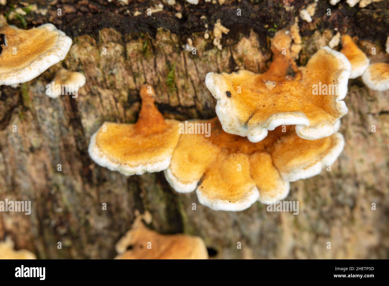 Close-up natural environmental portrait of fungi as symbols of life ...