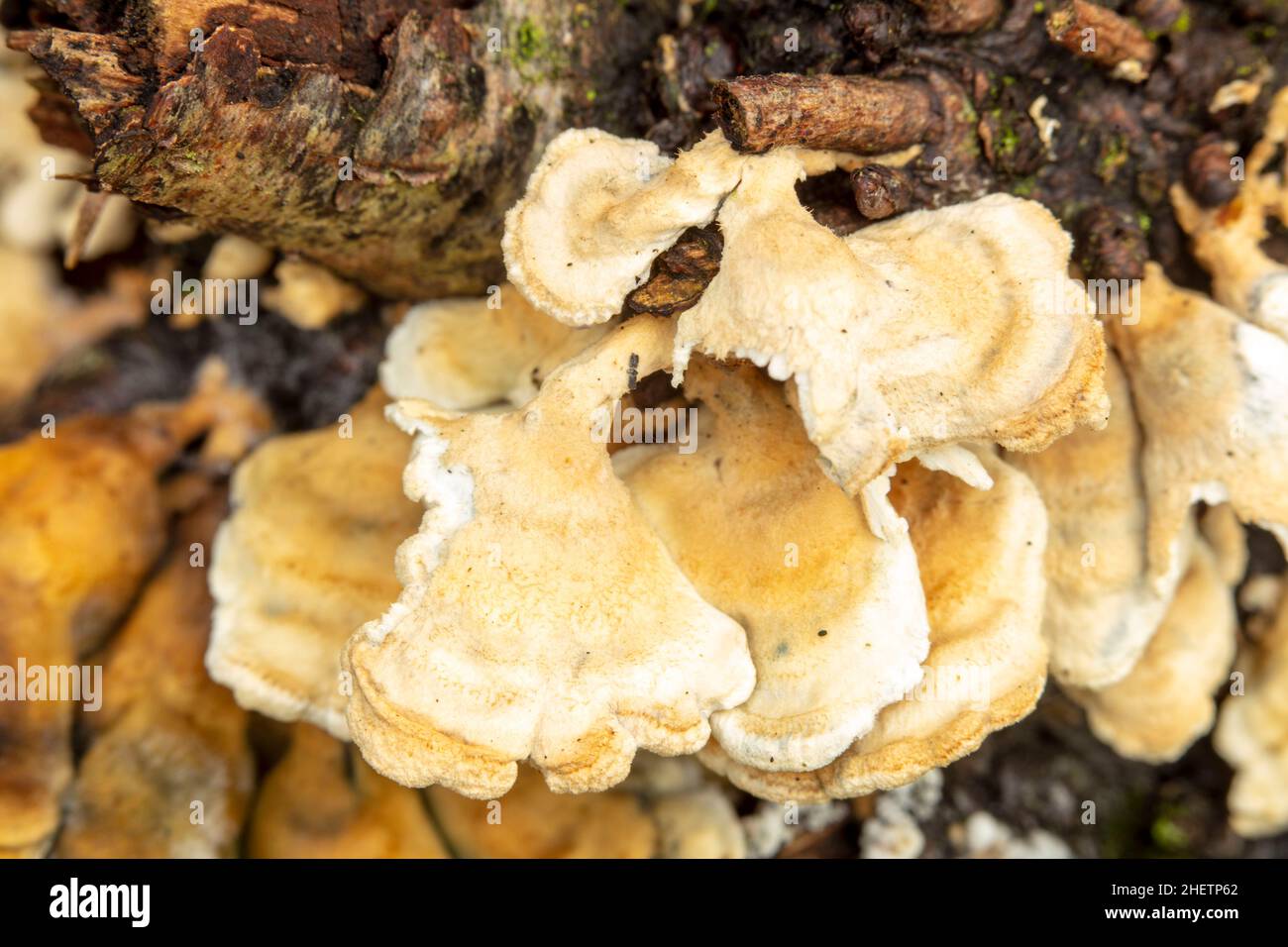 Close-up natural environmental portrait of fungi as symbols of life ...