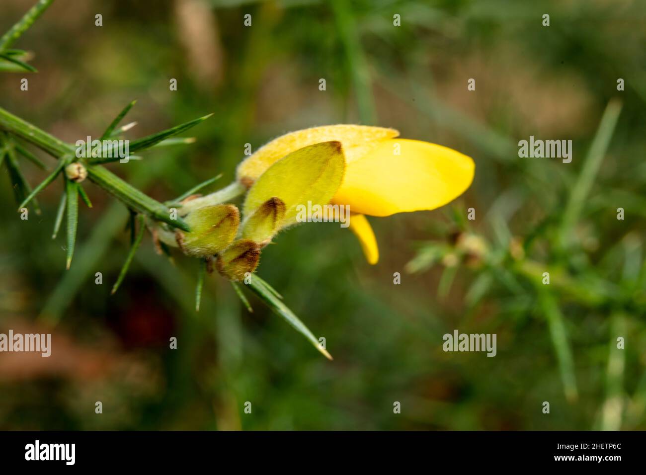 Close up natural spring flower portrait of common Gorse (Ulex europaeus ...