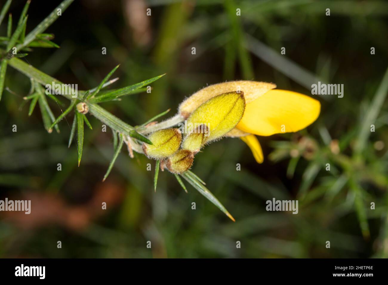 Common gorse art hi-res stock photography and images - Alamy