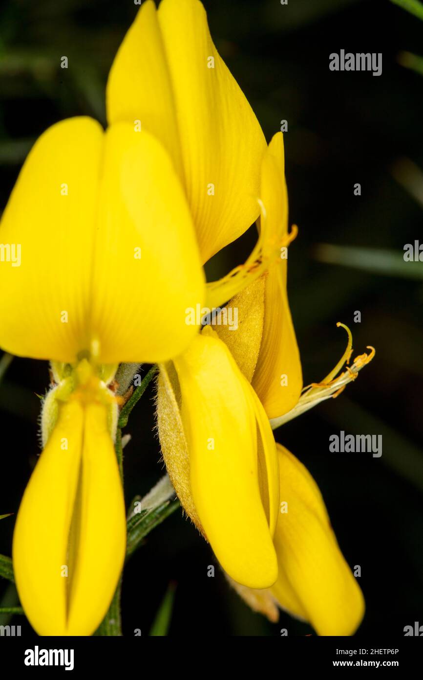 Gorse flower arrangement hi-res stock photography and images - Alamy
