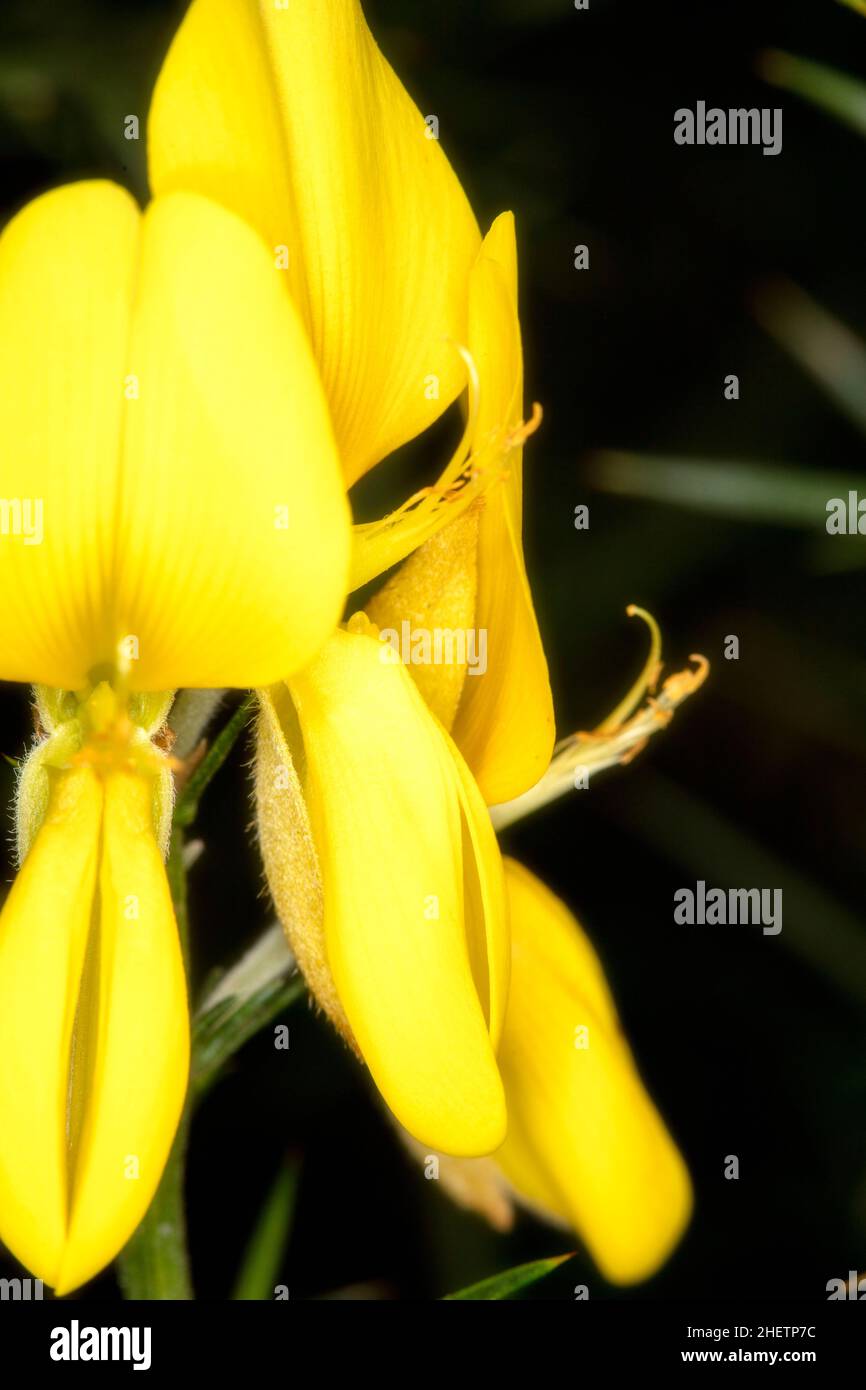 Gorse flower arrangement hi-res stock photography and images - Alamy