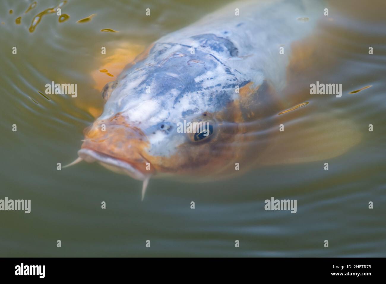 Close up of a koi carp swimming near the surface of the water Stock ...