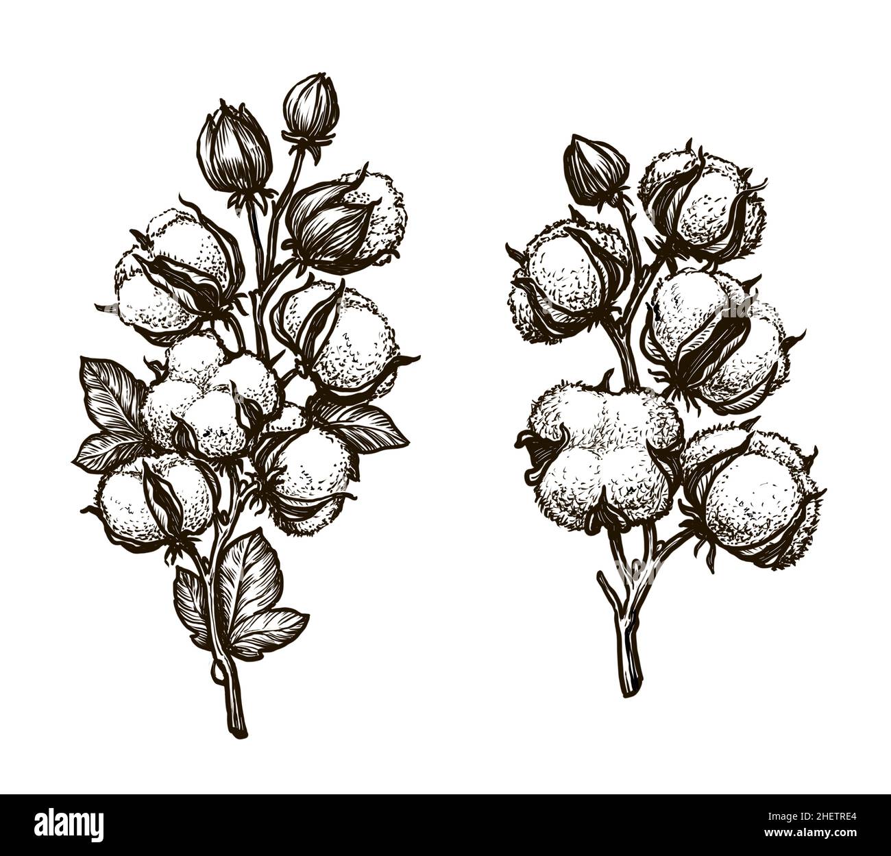Cotton twig isolated on white background. Hand drawn sketch of flower ...