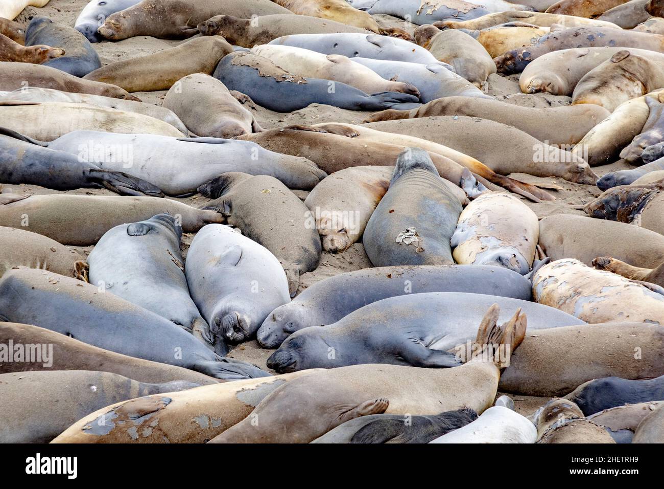 seals sleeping at the beach near San Simeon, California Stock Photo - Alamy