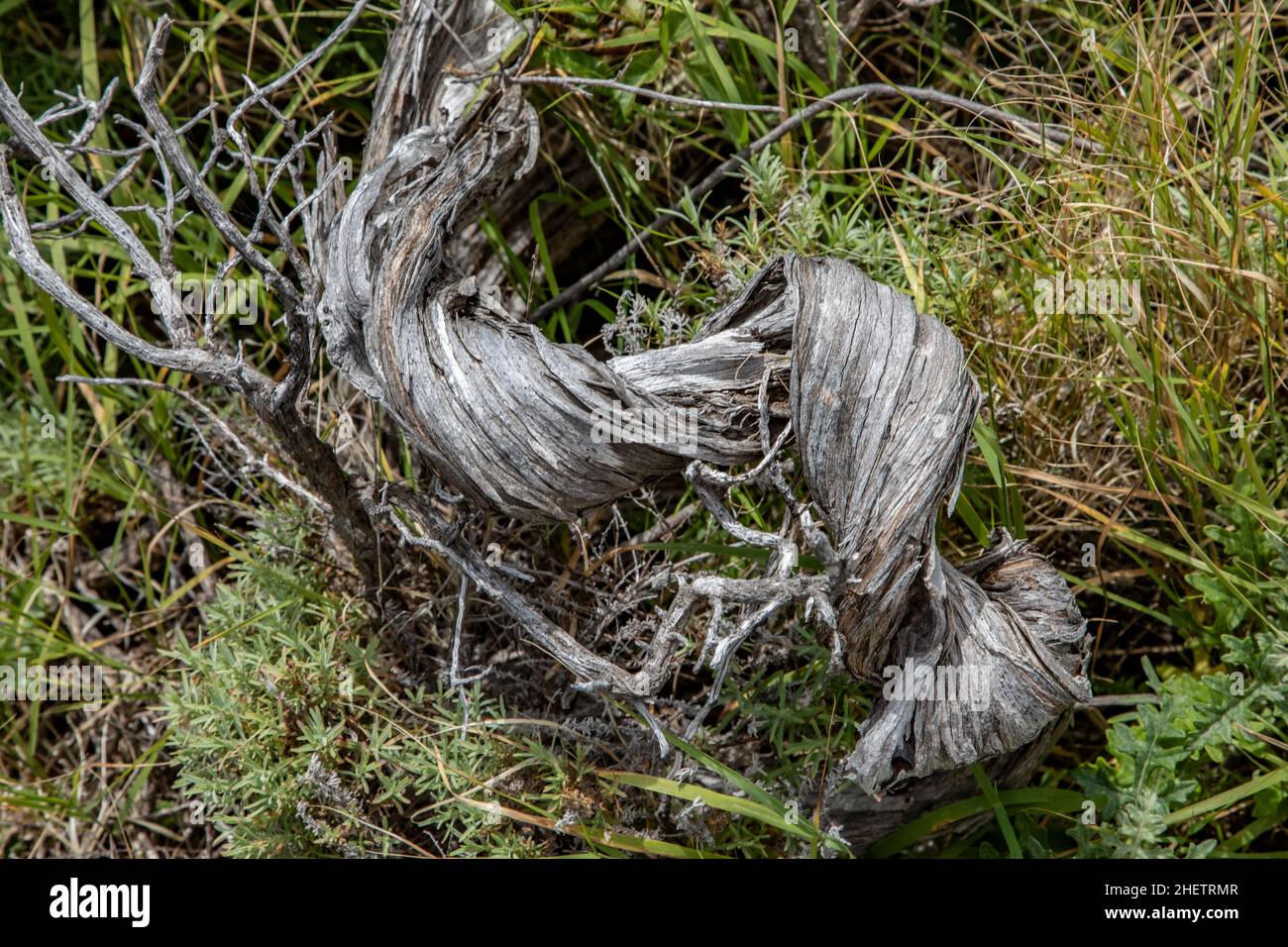 twisted old wood root in detail in the forest Stock Photo - Alamy