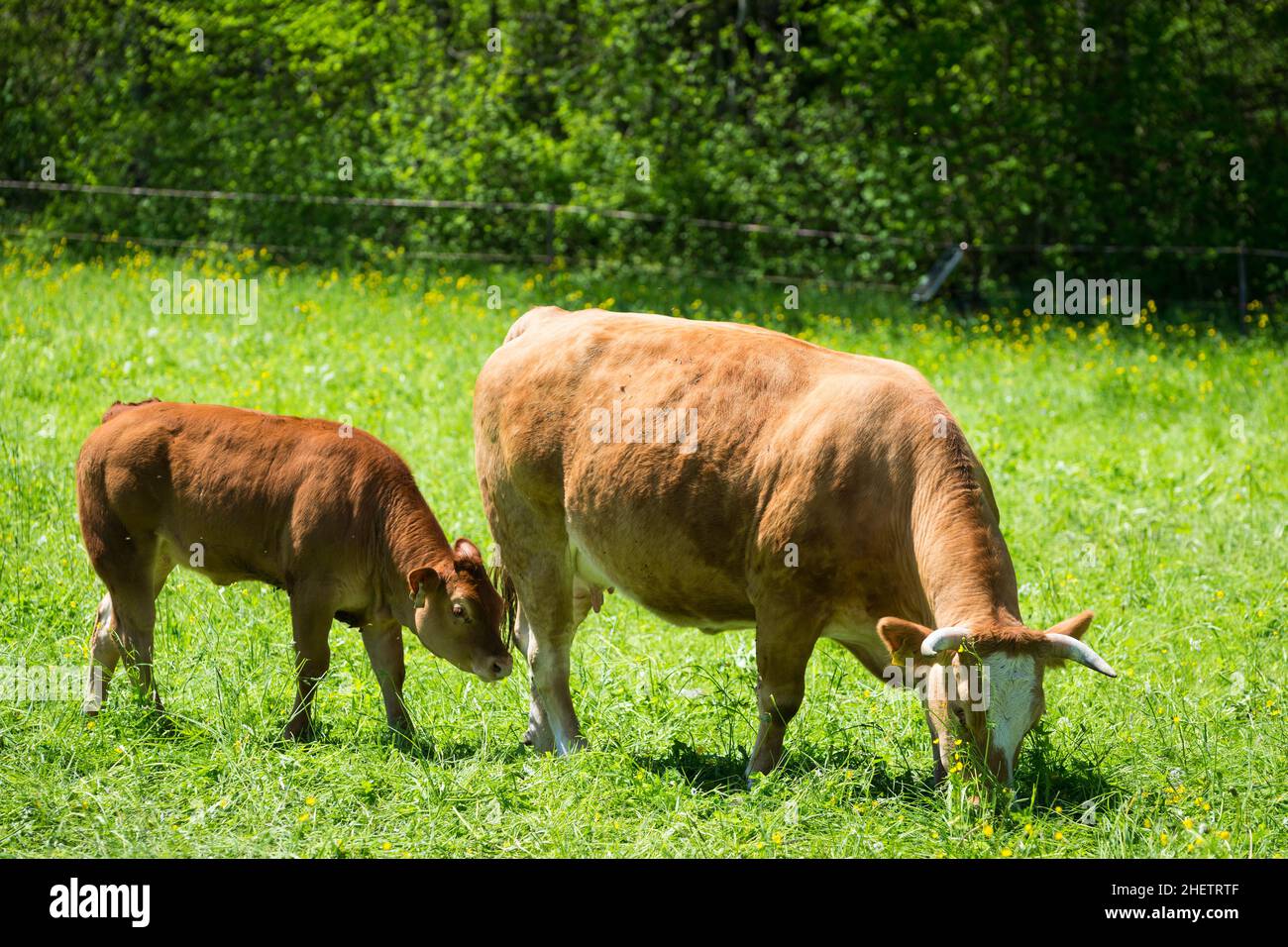 Child and cow hi-res stock photography and images - Alamy