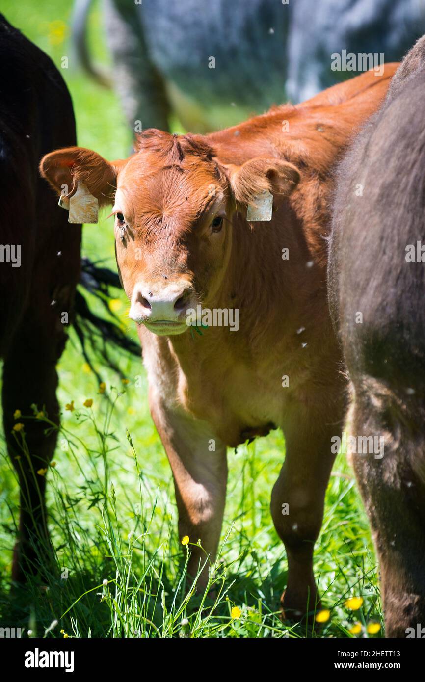 baby cow between their parents looks into camera standing in grass ...