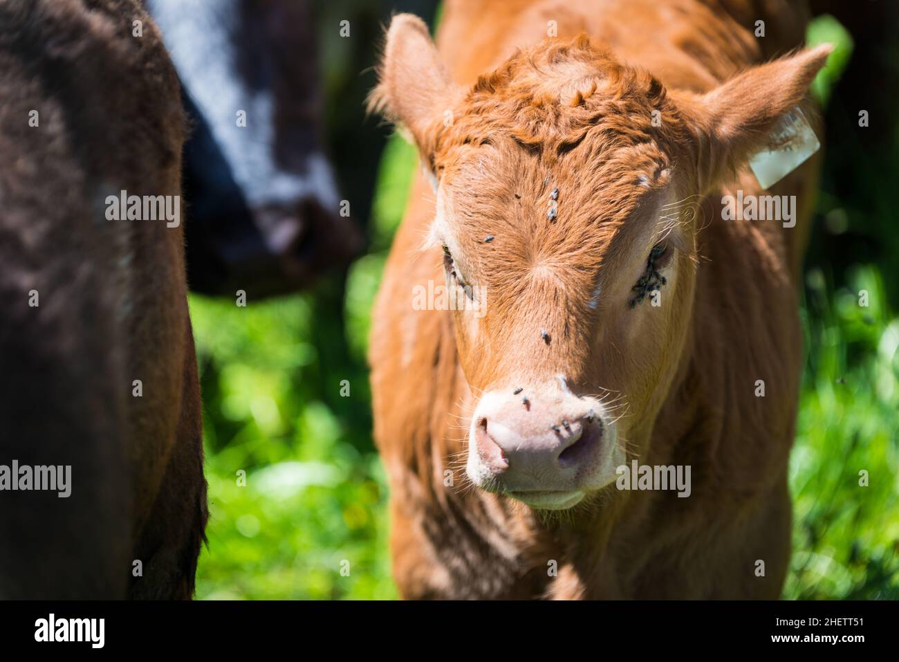 Child with baby cow hi-res stock photography and images - Alamy