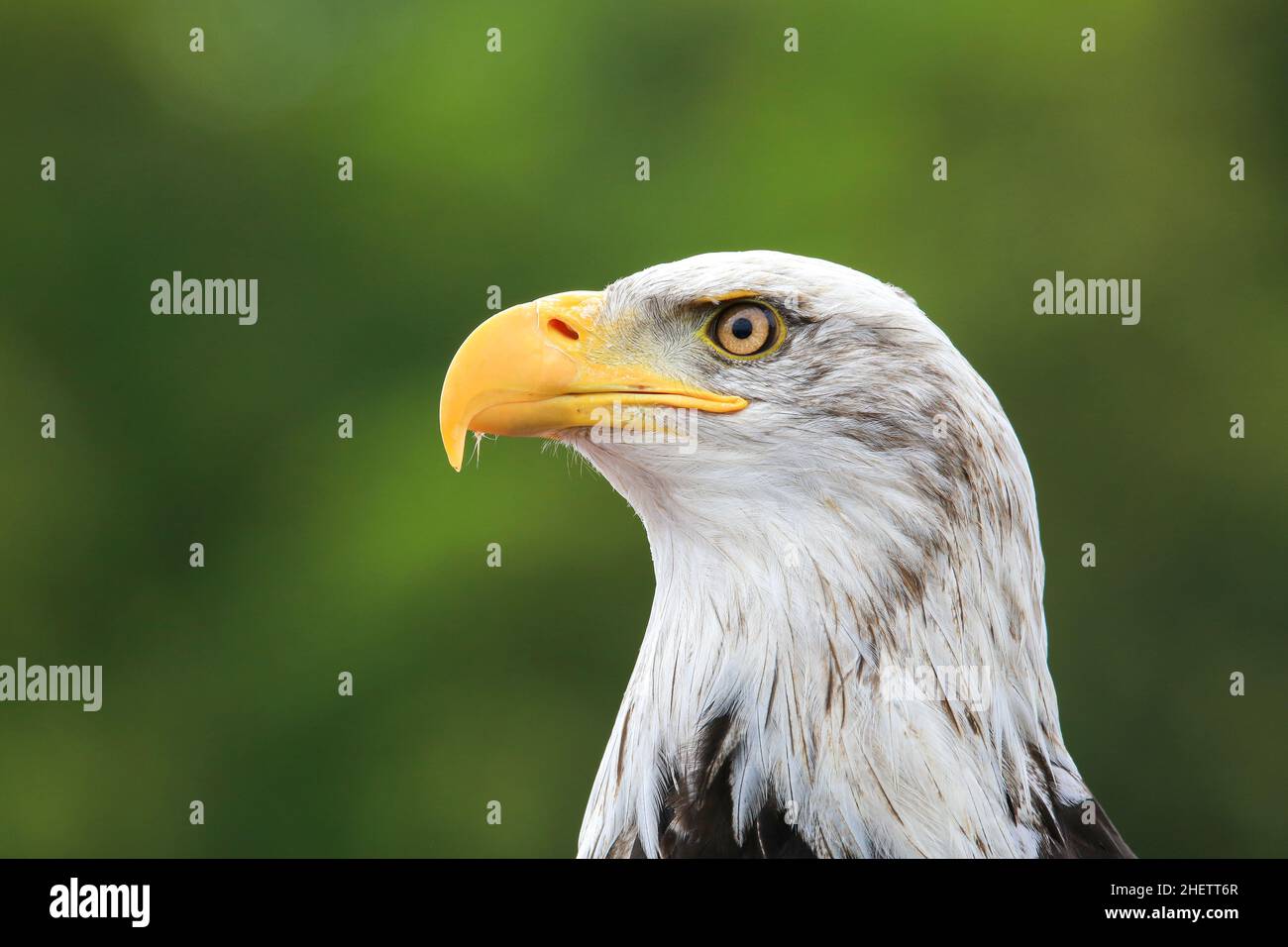 American bald eagle (Haliaeetus leucocephalus) portrait Stock Photo - Alamy