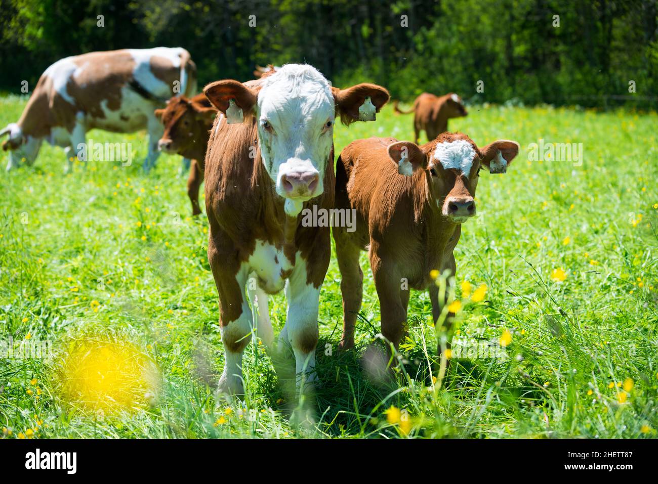 Child and cow hi-res stock photography and images - Alamy