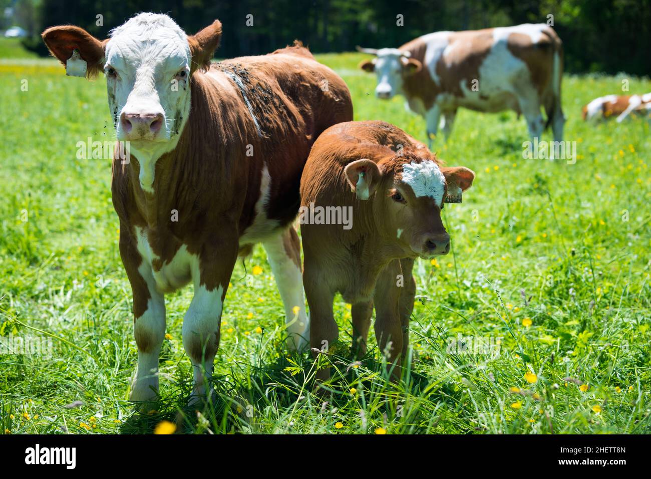 portrait of mother and baby cow standing in green meadow Stock Photo ...