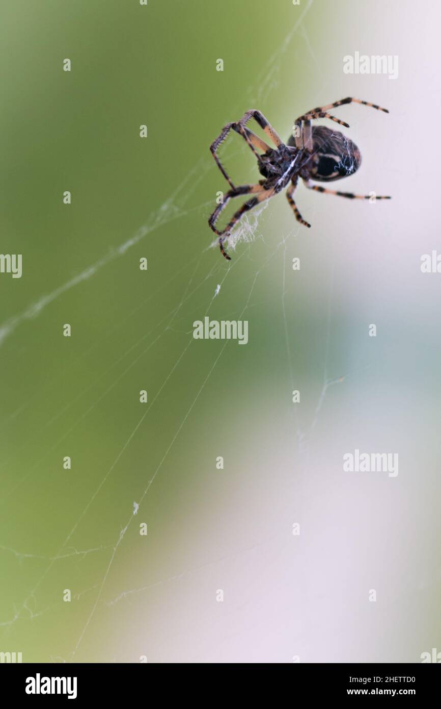 garden spider on its net with green background Stock Photo - Alamy
