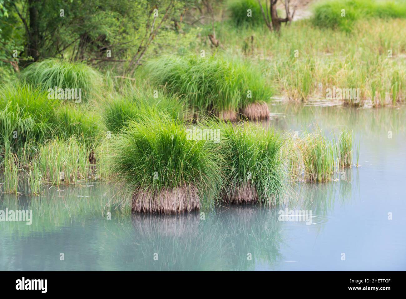 Swamp grass hi-res stock photography and images - Alamy