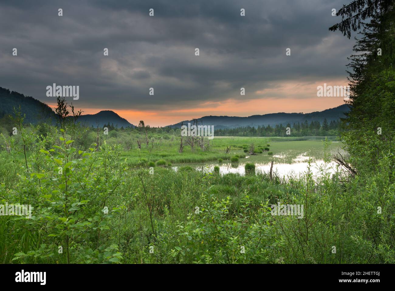swamp at cloudy red sunset and green nature Stock Photo - Alamy