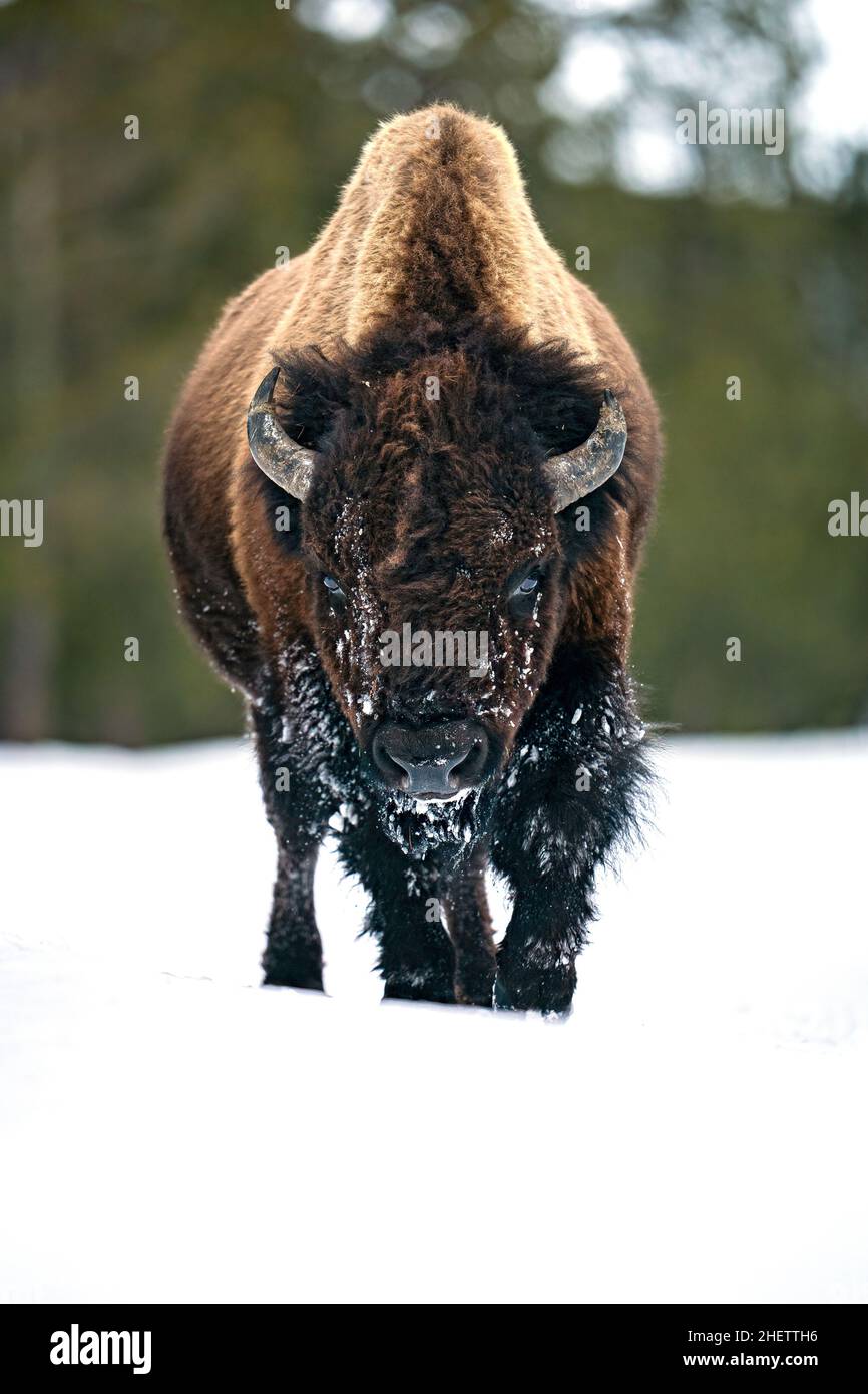 Bison in snow hi-res stock photography and images - Alamy