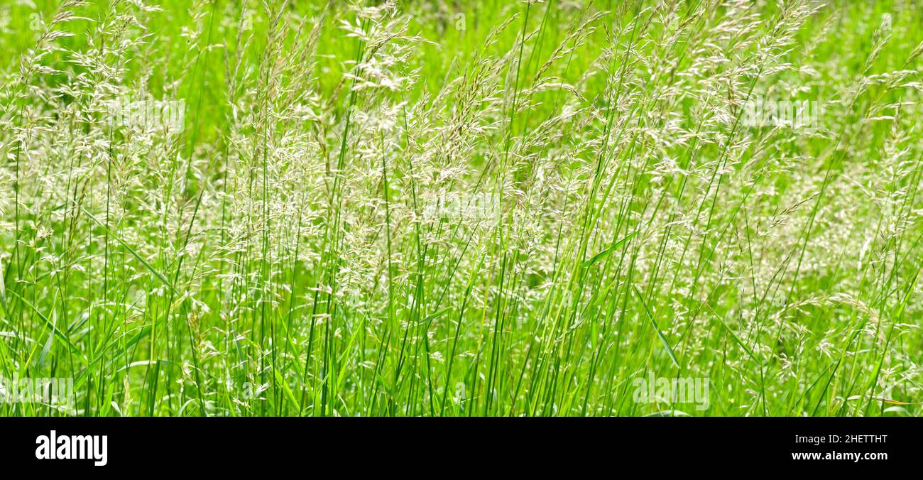 Green grass background texture. Element of design Stock Photo - Alamy
