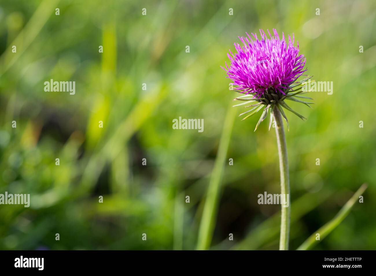 single purple alpine thistle broomrape flower on green Stock Photo - Alamy