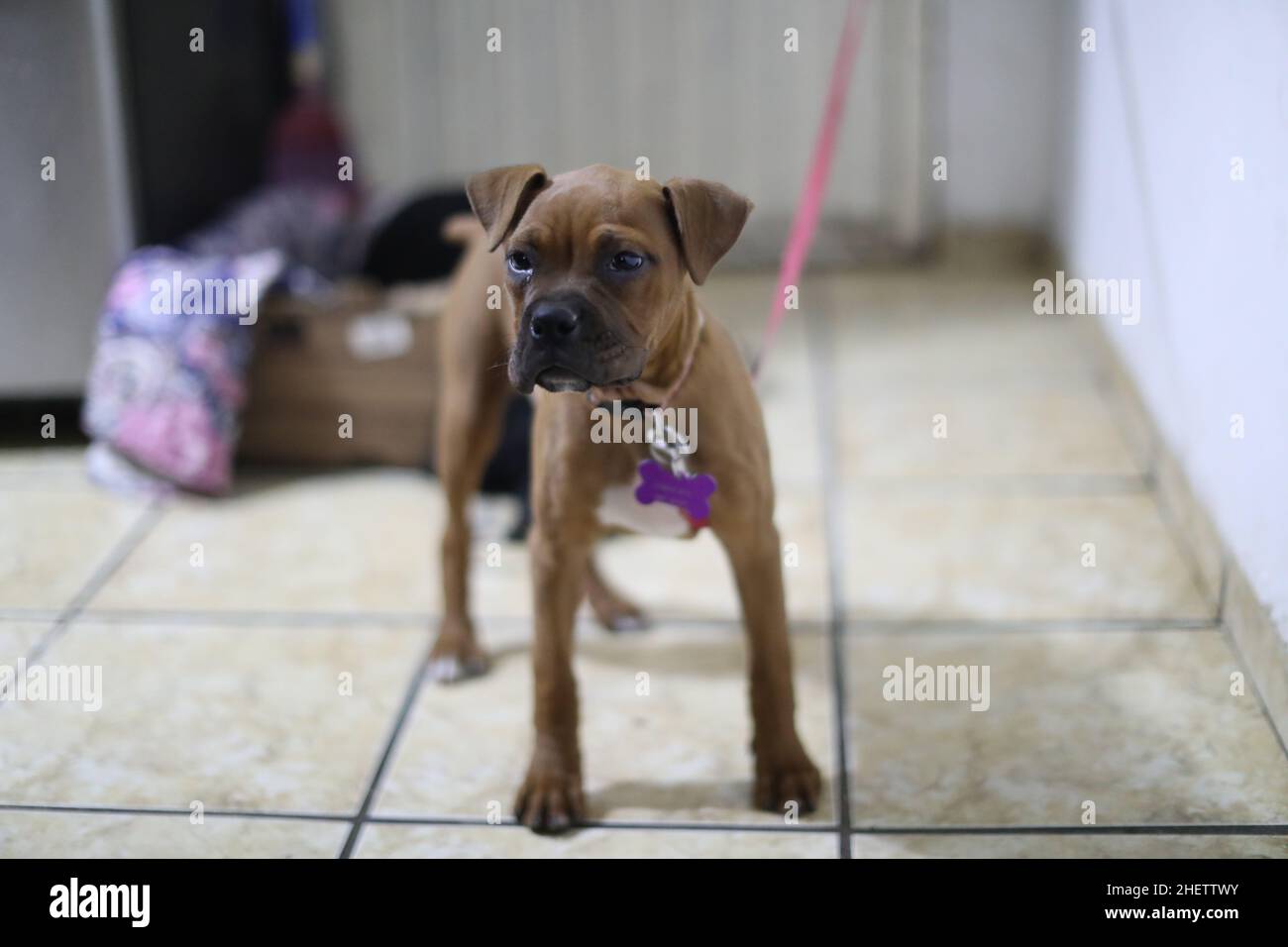 Perro doméstico hi-res stock photography and images - Alamy