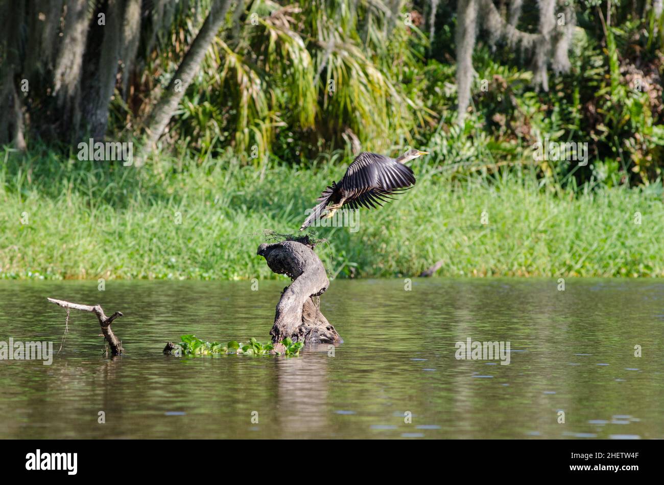A female anhinga bird takes off from a log in the Frog Creek just ...