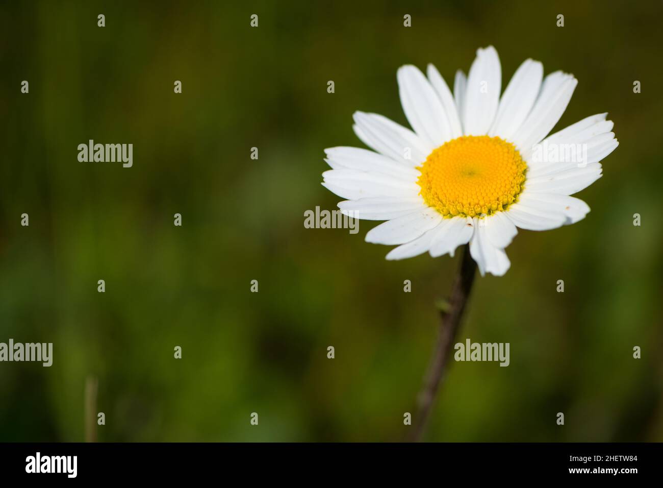 Marguerite flower hi-res stock photography and images - Alamy