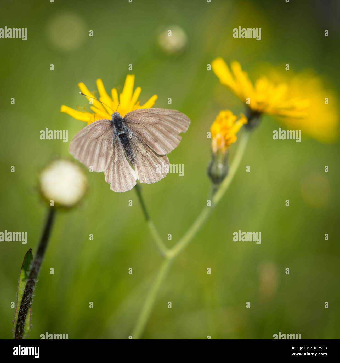 Eastern groundsel plant hi-res stock photography and images - Alamy