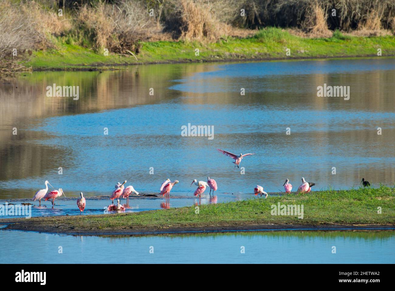 Platalea sp hi-res stock photography and images - Alamy